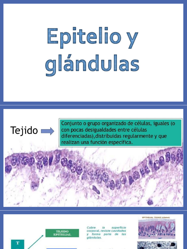 Epitelio y Glandulas | PDF