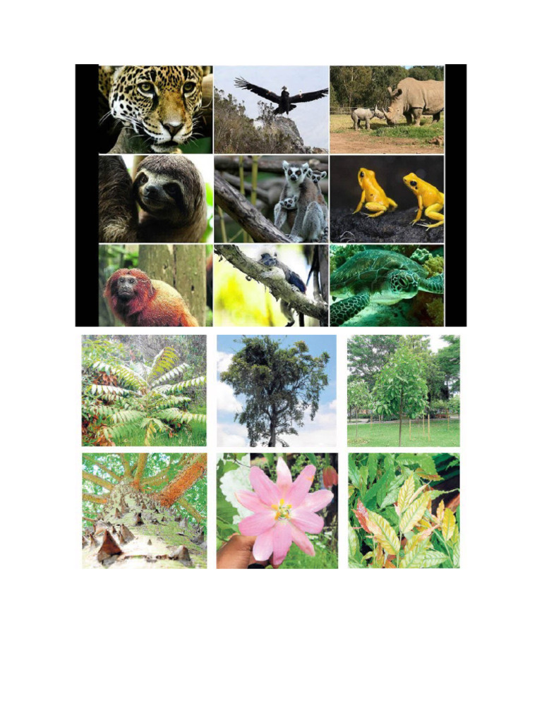 Fauna y flora | PDF