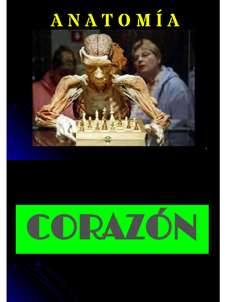 Corazón (Generalidades) | PDF