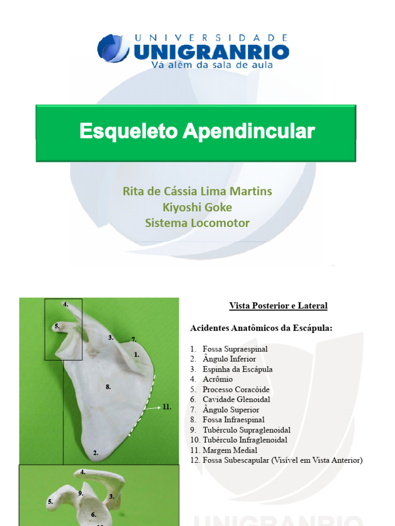 Roteiro 3 - Apendicular | PDF | Anatomia | Anatomia humana