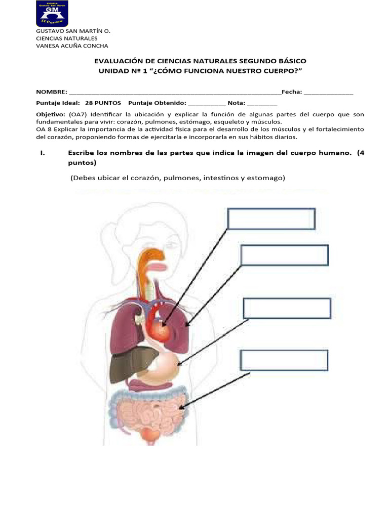 Evaluación Cuerpo Humano 2° Básico | PDF