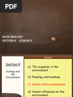 Branching Key Worksheet for Animals | PDF | Invertebrate | Zoology