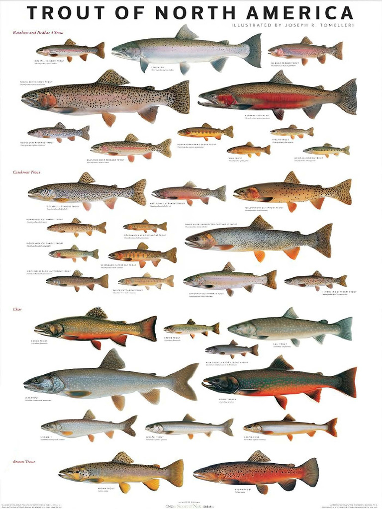 Trout of North America | PDF