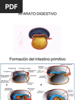 Intestino Primitivo | PDF | Sistema digestivo humano | Anatomía