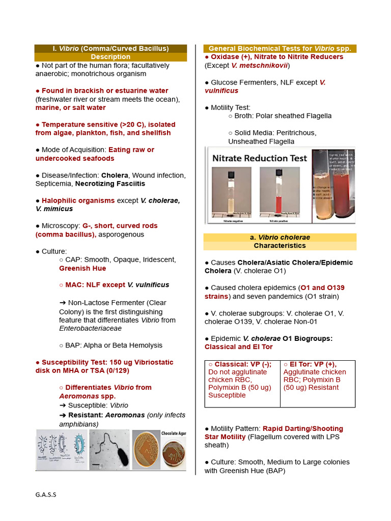 Vibrio, Aeromonas, Campylobacter, Helicobacter | PDF | Cholera ...