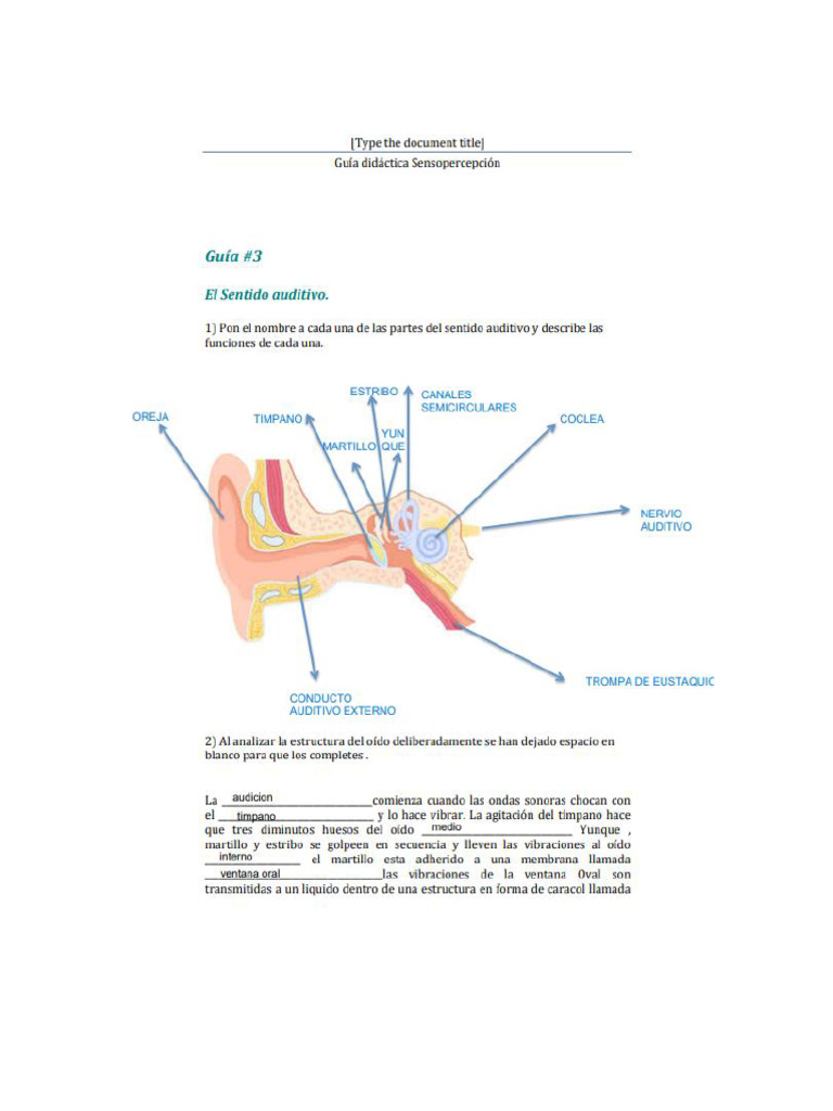 Sentido Auditivo | PDF