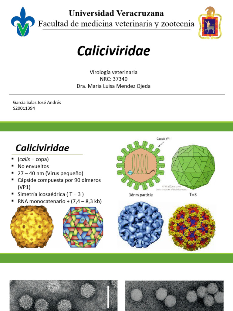 Estructura y clasificación del Calicivirus | PDF | Virus | Organismos