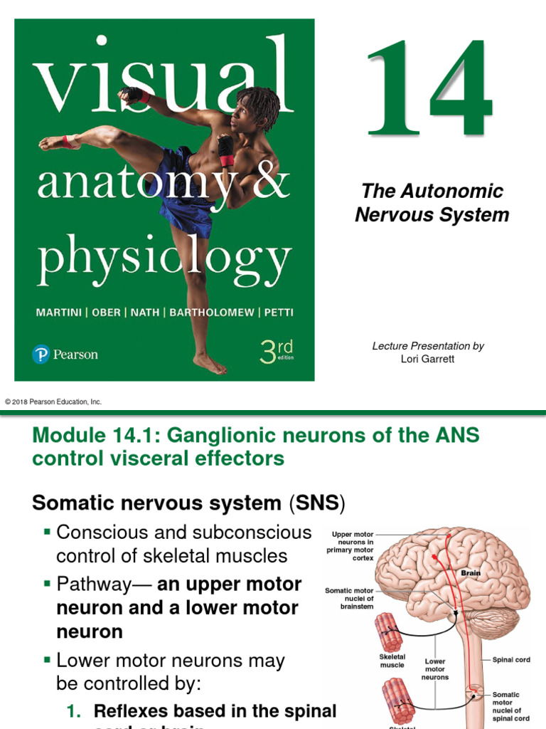 Vap3 Ch14 Lecture Presentation | PDF | Autonomic Nervous System | Motor Neuron
