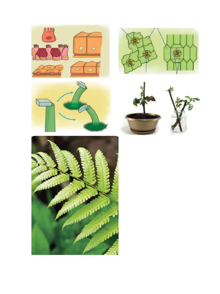 Biología | PDF
