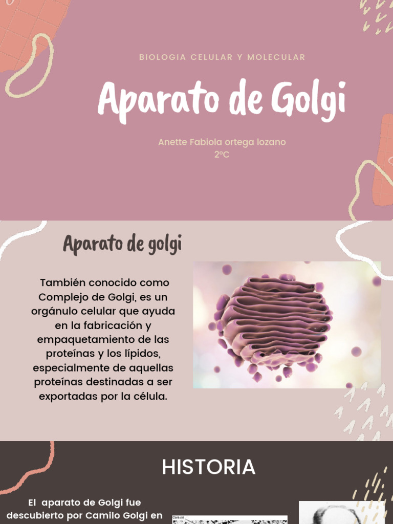Aparato de Golgi: Función y Estructura | PDF | Biología Celular ...