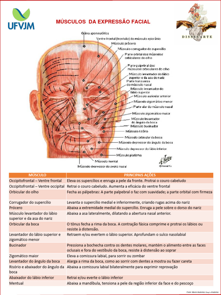 Musculos Da Mimica Facial | PDF | Rosto | Anatomia