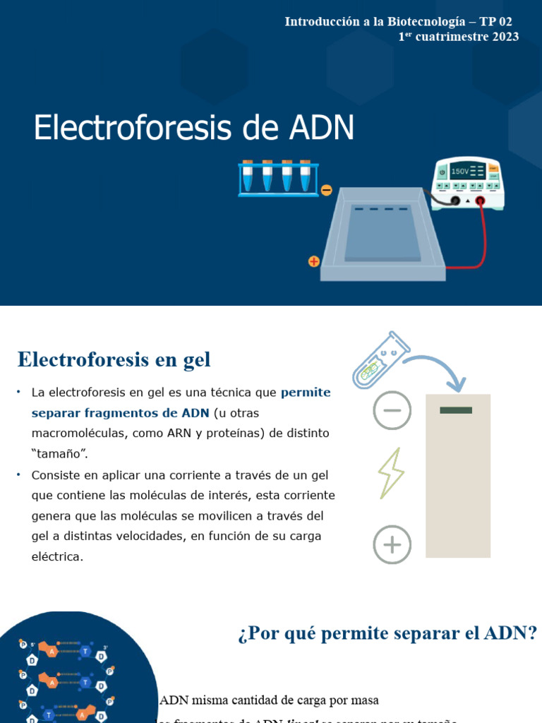 TP 02 Electroforesis de ADN 2023 | PDF | Electroforesis | Adn