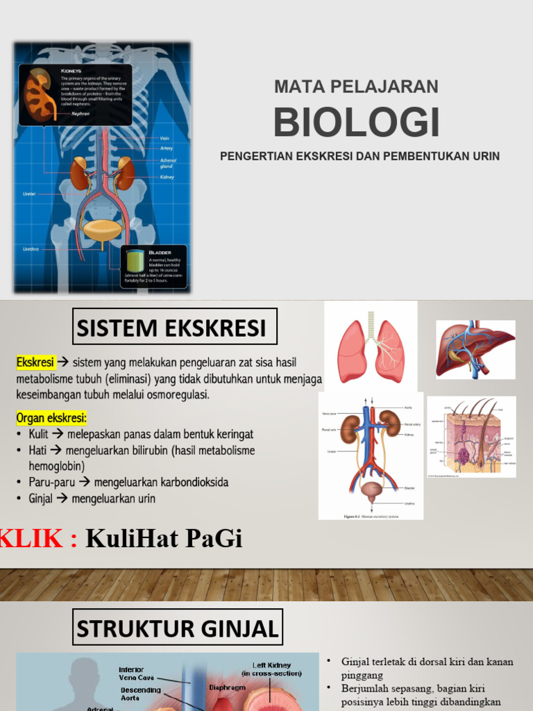 Ekskresi Ginjal | PDF