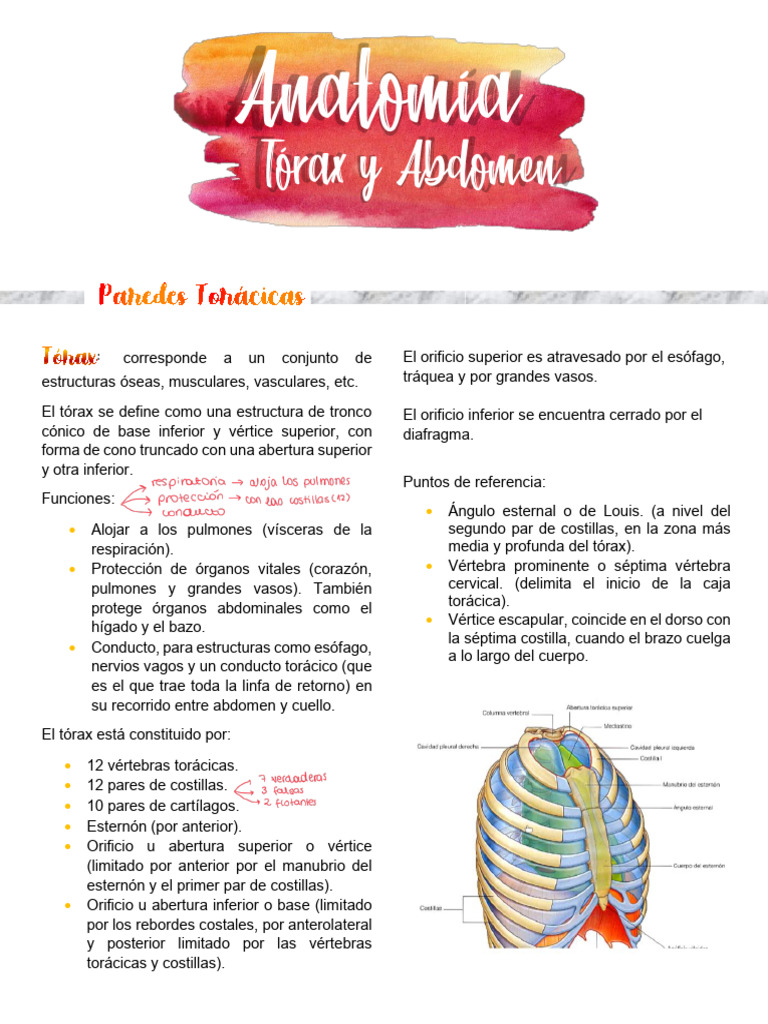 Anatomía del Tórax: Estructura y Función | PDF | Pulmón | Tórax