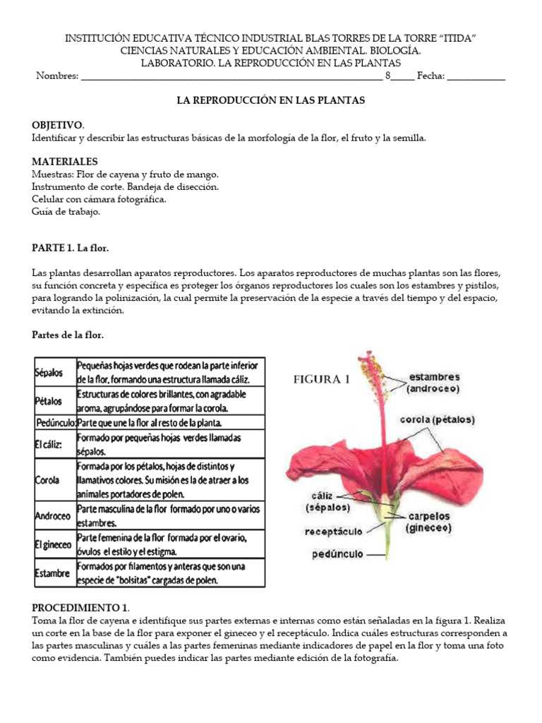 1P Lab Reproducción en Las Plantas | PDF | Flores | Semilla