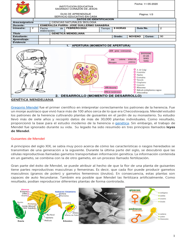 Guía de Genética Mendeliana para Noveno | PDF | Dominancia (Genética ...