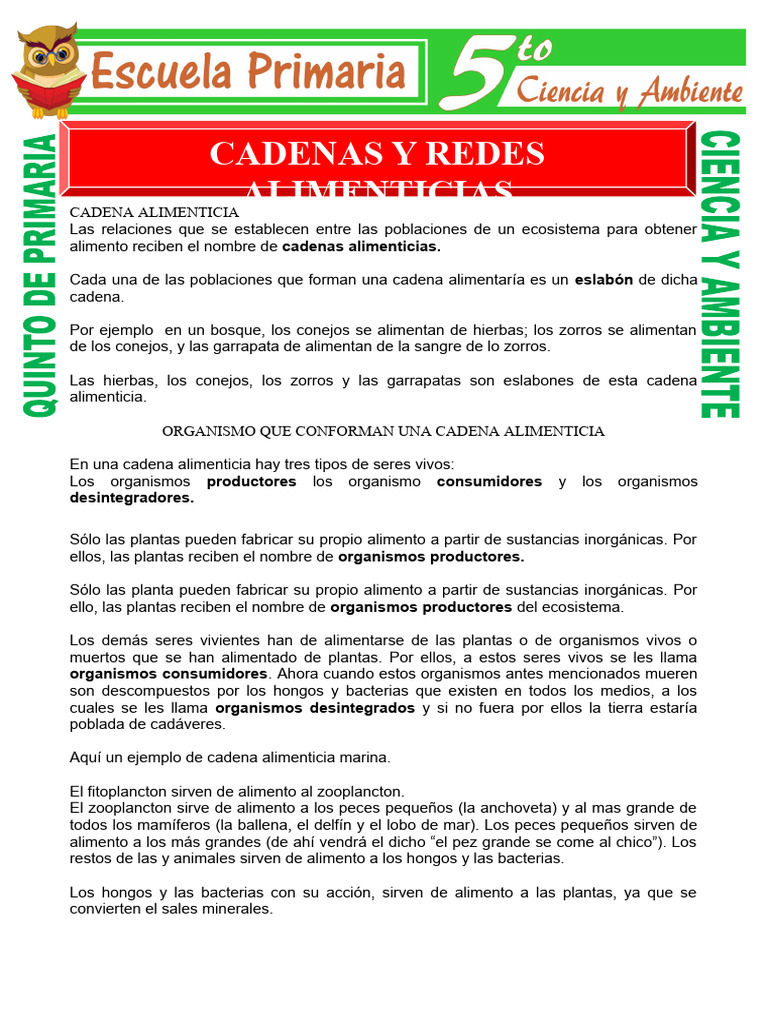 Cadenas y Redes Alimenticias para Quinto de Primaria | PDF | Red ...