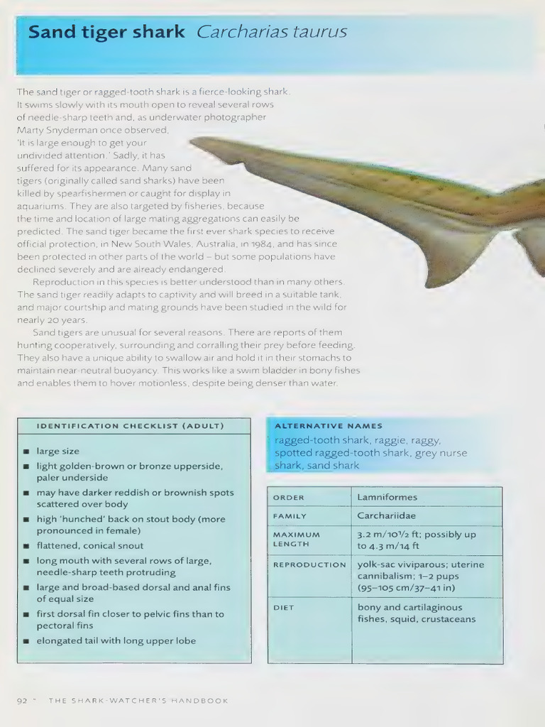 Aquariums.: Order - Lamniformes - Family - Carchariidae 3.2 m/107/2 FT ...