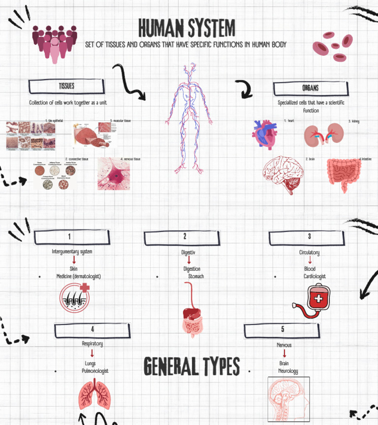 Human Body Systems Overview | PDF | Wellness