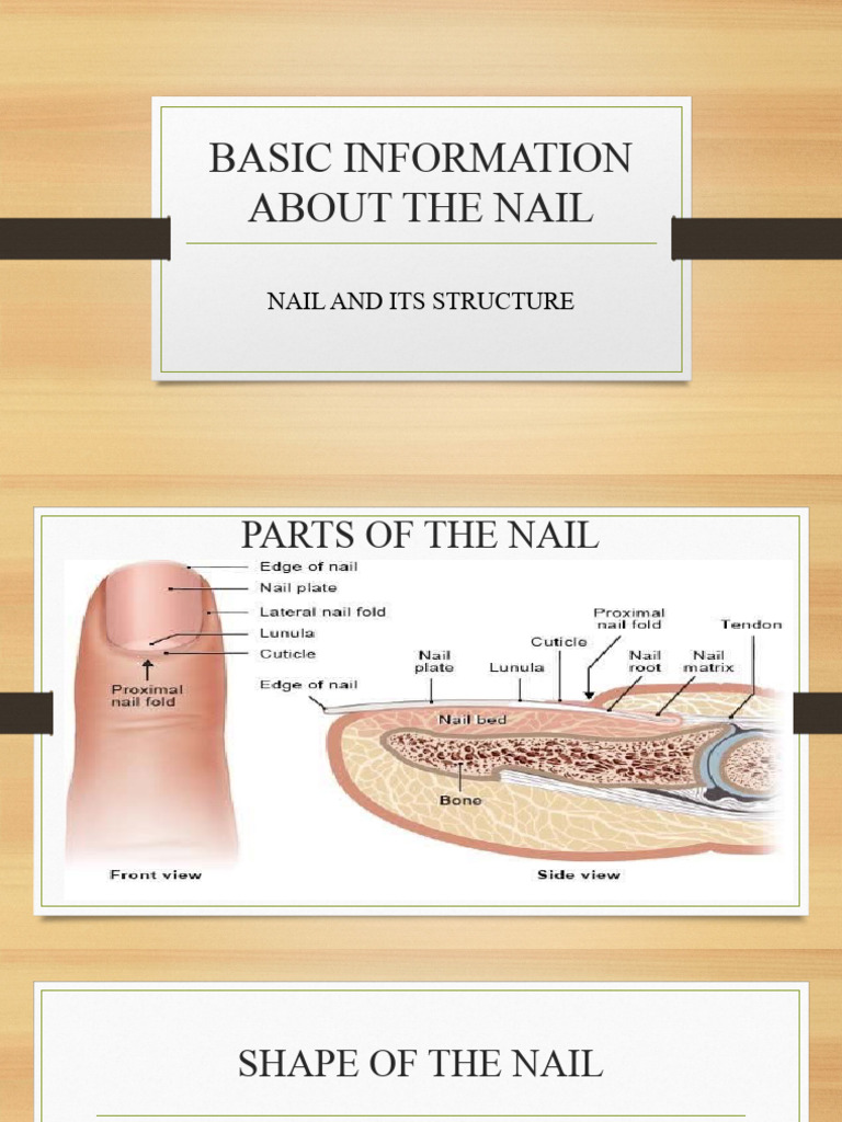 Nail Structure and Shapes Explained | PDF