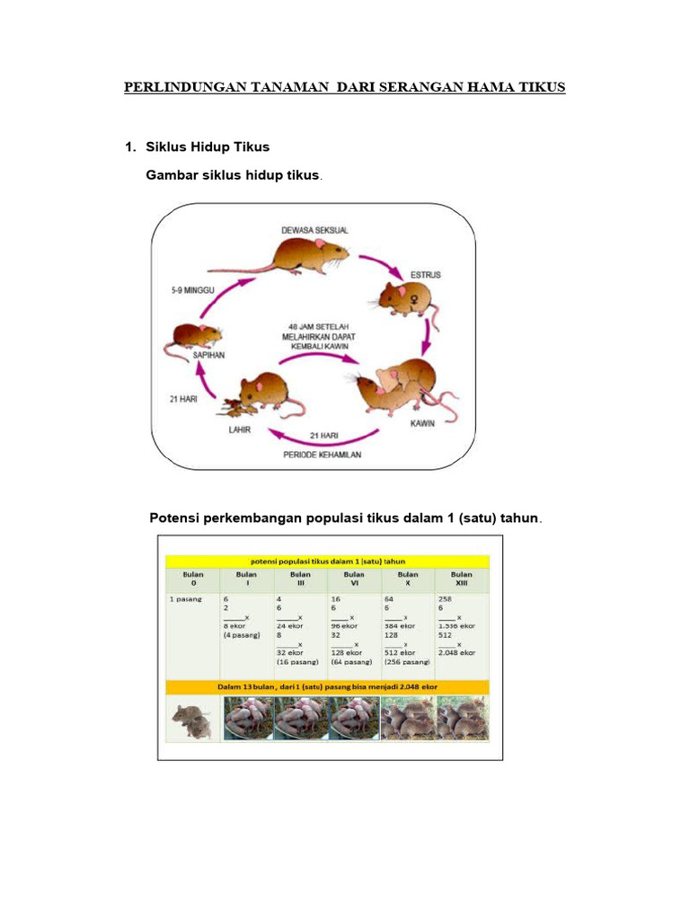 Perlindungan Tanaman Dari Serangan Hama Tikus | PDF