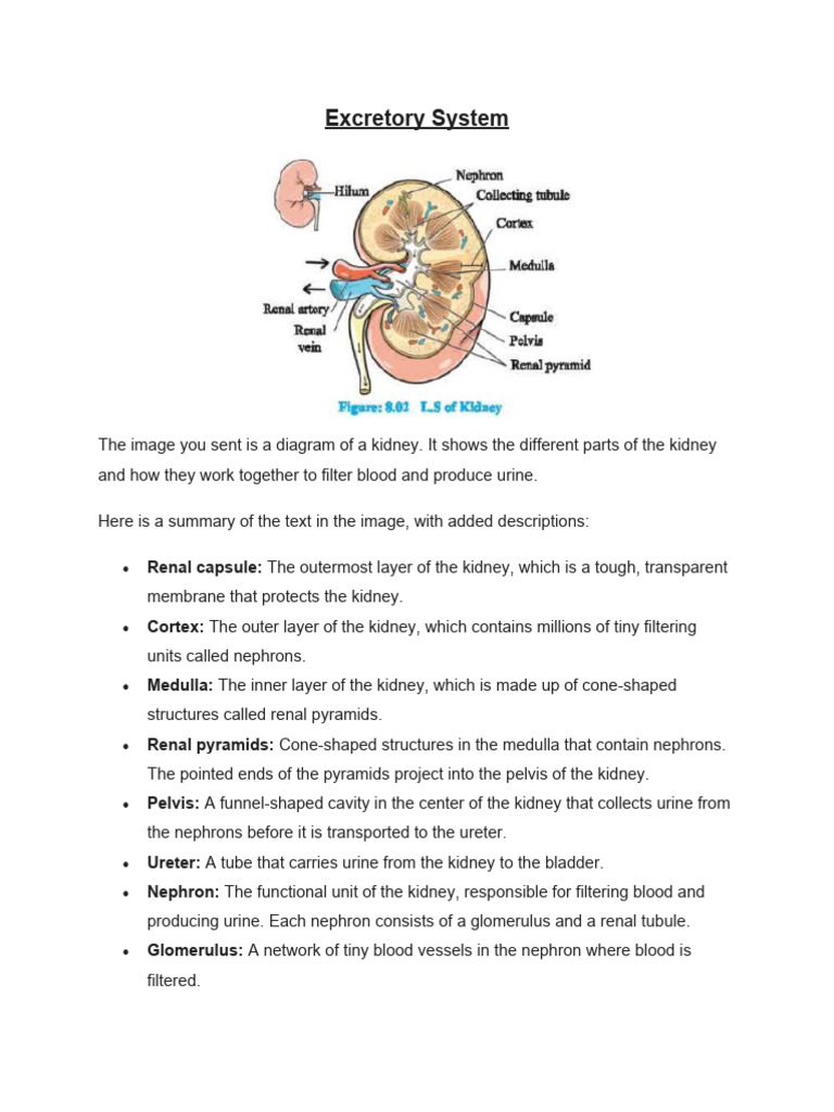 Excretory System | PDF