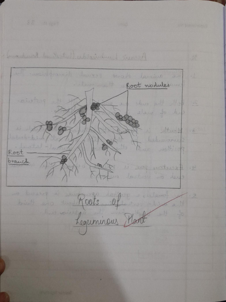 biology practical file pdf 3 | PDF