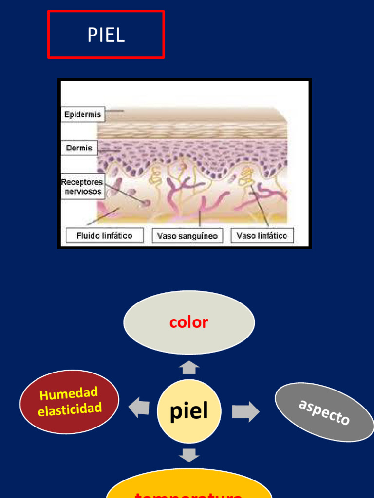 Tipos y características de lesiones cutáneas | PDF | Edema | Piel