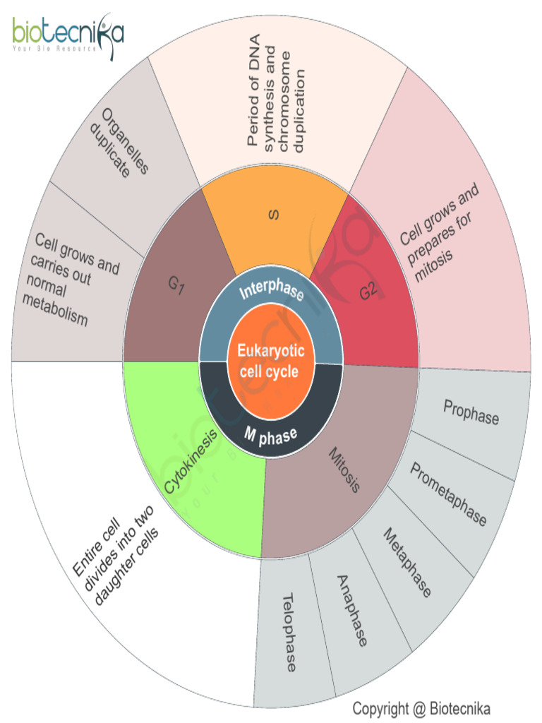 Eukaryotic Cell Cycle | PDF | Mitosis | Cell Cycle