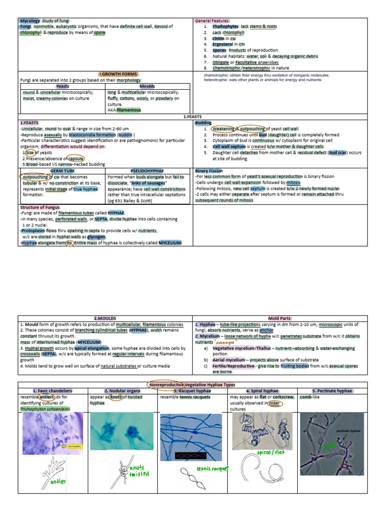 P1 BSMLS Mycology Introduction | PDF | Fungus | Sexual Reproduction