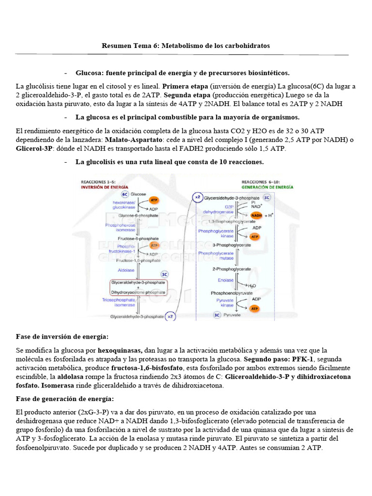Resumen Tema 6 | PDF | Trifosfato de adenosina | Glucólisis