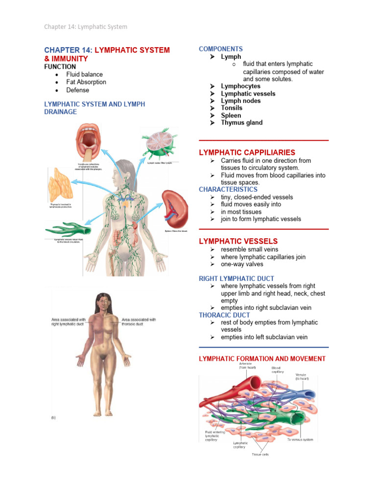 Chapter 14 - Lymphatic System | PDF | Lymphatic System | Immune System