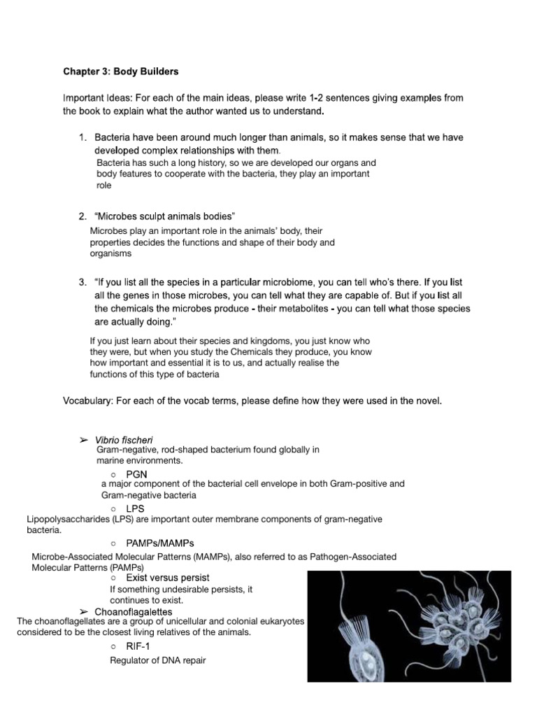 Chapter_3_Reading_Guide | PDF | Bacteria | Gram Negative Bacteria