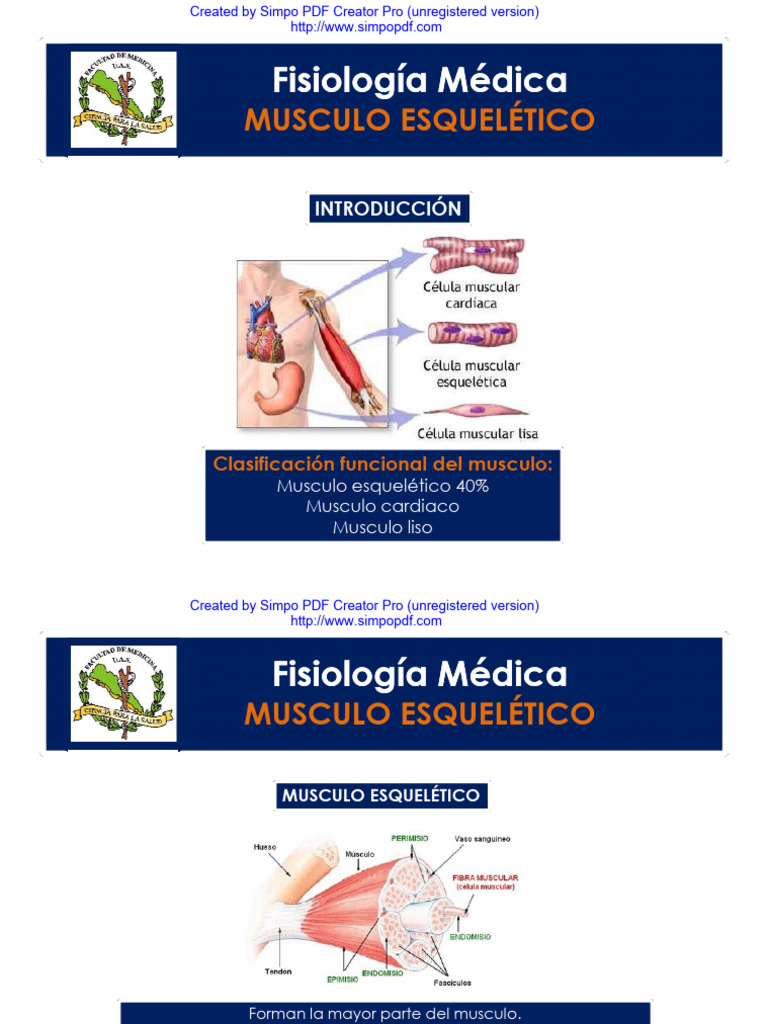 Tema 8 Clase 1 Generalidades De Musculo Esqueletico Pdf Músculo