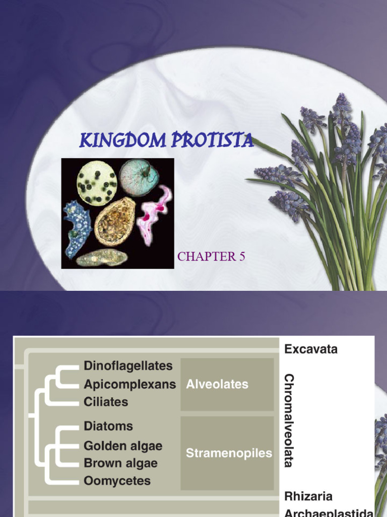 Chapter 5 Protist Part 1 | PDF | Biology | Eukaryotes