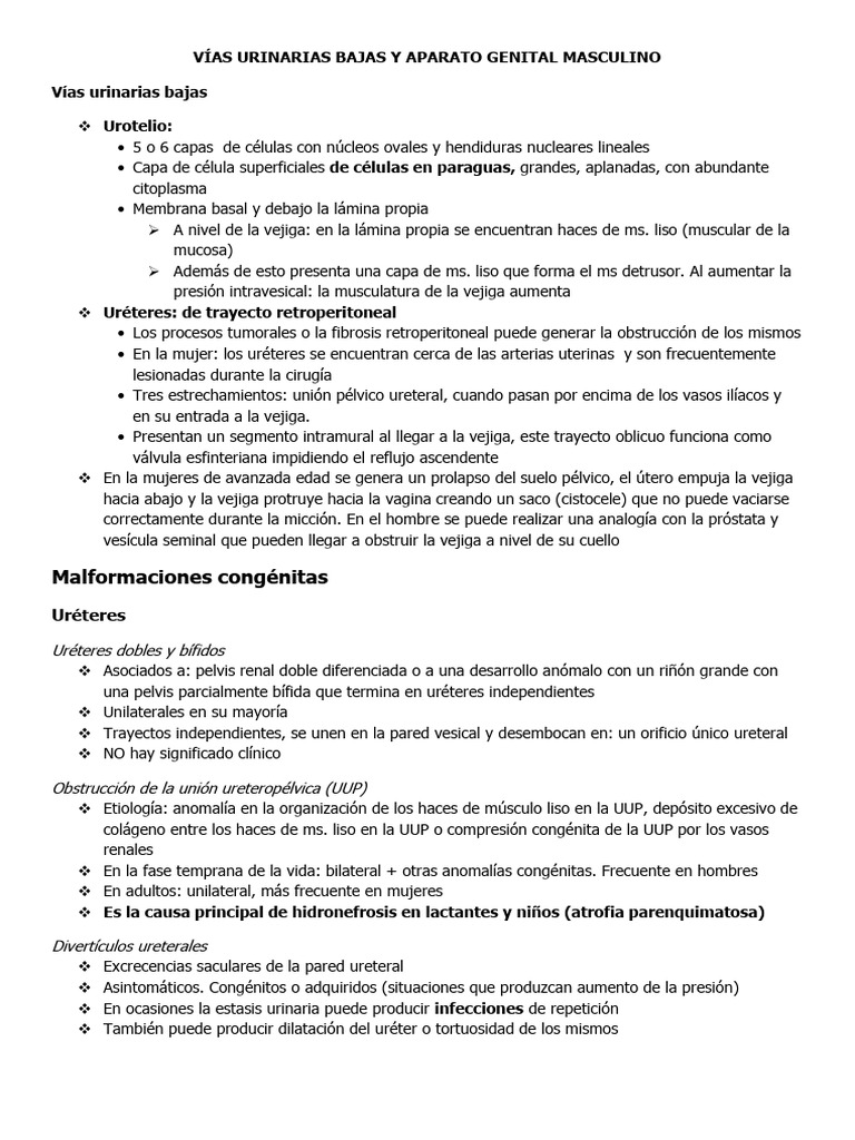 6. VÍAS URINARIAS BAJAS Y APARATO GENITAL MASCULINO robbins | PDF ...