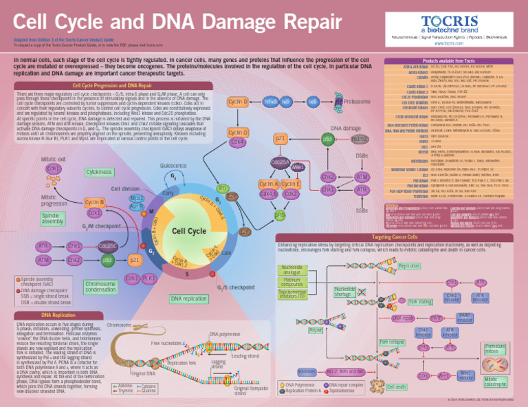 Cell Cycle Dna Poster 2016 | PDF | Dna Replication | Cell Cycle