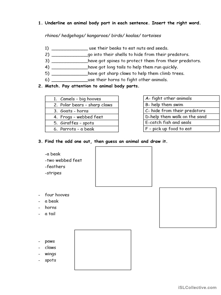 Animal Body Parts Activity | PDF | Claw | Predation
