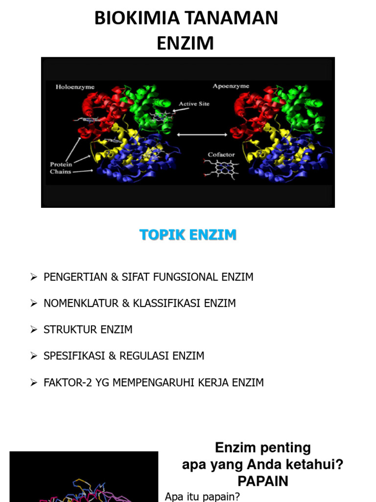 Biokimia Enzim | PDF | Sains & Matematika