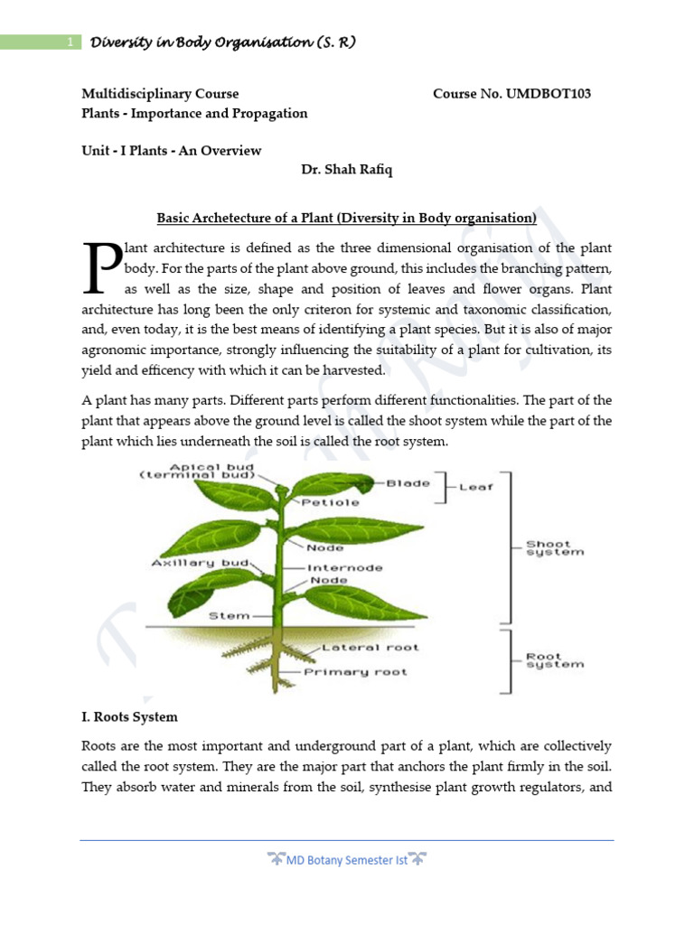 Basic Architecture of Plant | PDF | Seed | Leaf