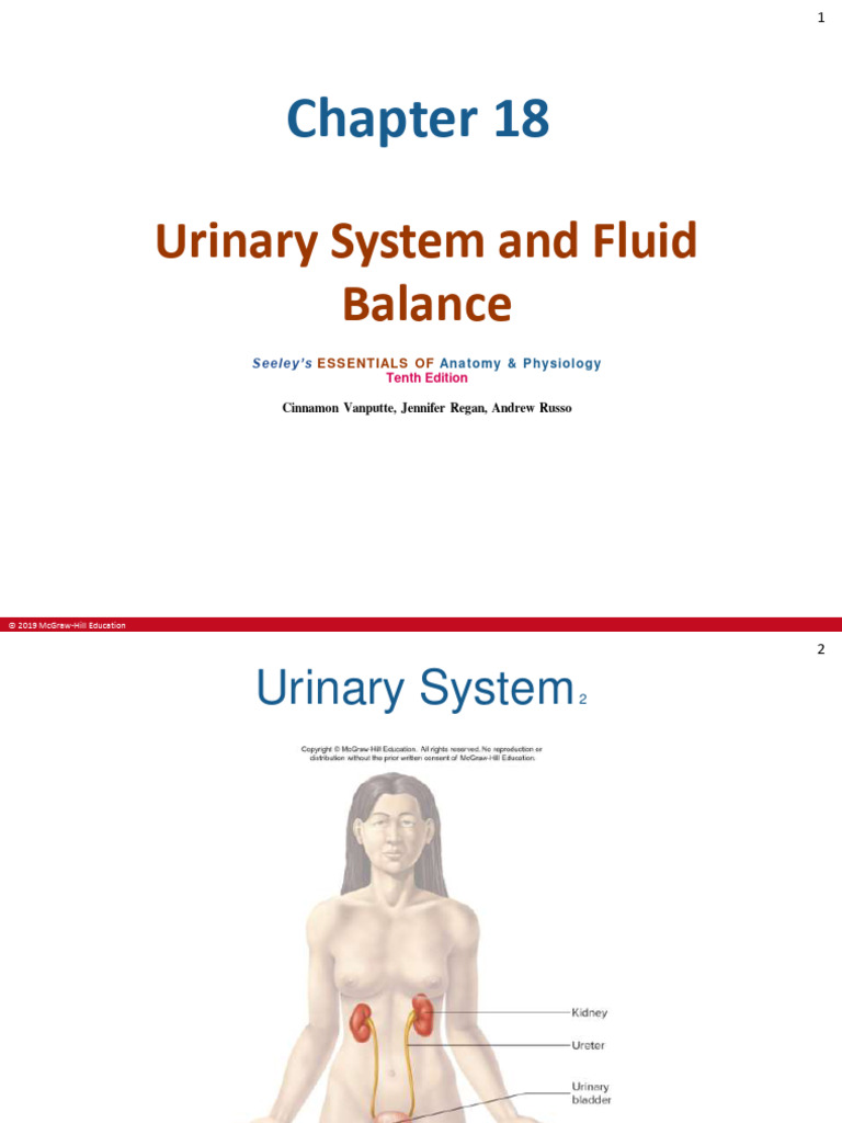 Chapter 18 Urinary System - B | PDF | Kidney | Organ (Anatomy)
