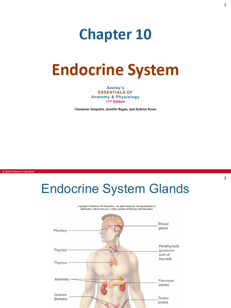 Chapter 10 - Endocrine System | PDF | Adrenal Gland | Hormone