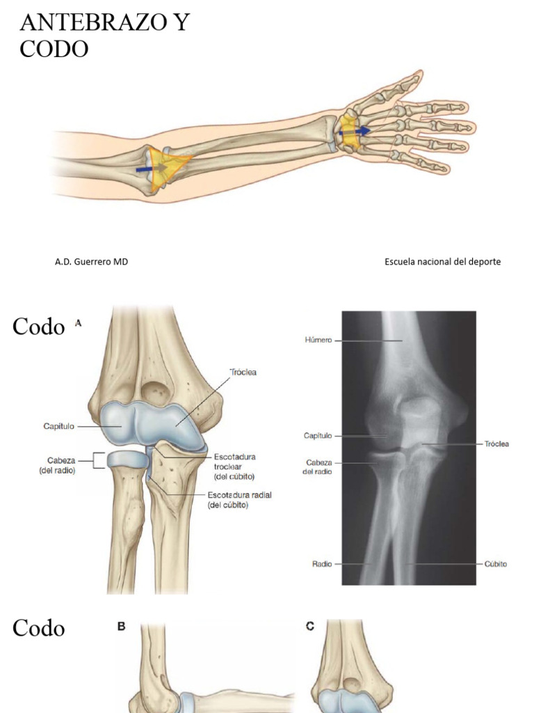 Brazo Codo Y Mano Pdf