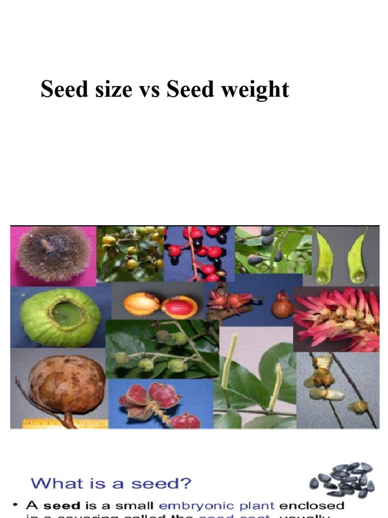 Seed Size Vs Seed Weight | PDF | Seed | Nature
