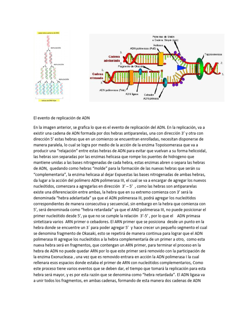 Resumen de Replicación Celular Melany | PDF | Rna | Adn