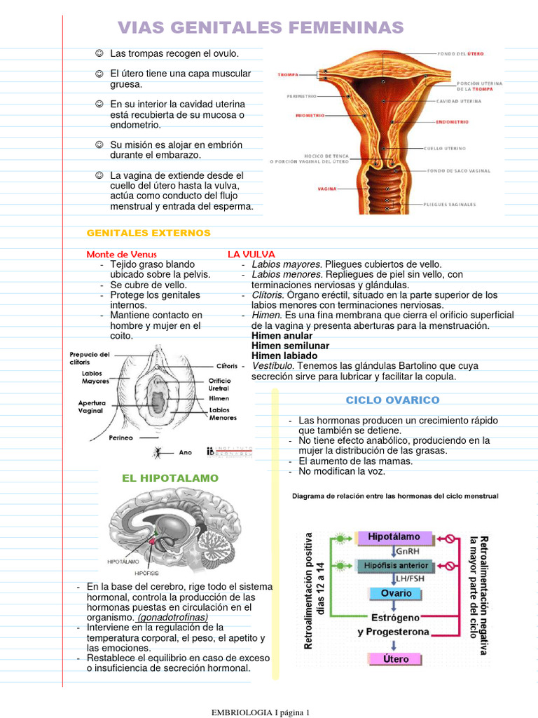 Vias Genitales Femeninas | PDF | Sistema reproductivo | Vagina