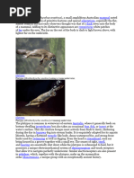 Husbandry Diet and Behaviour of Platypus | PDF | Zoology