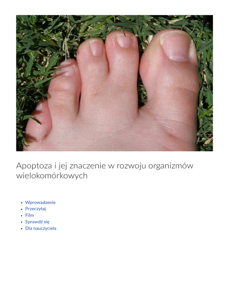 Apoptoza I Jej Znaczenie W Rozwoju Organizmow Wielokomorkowych | PDF