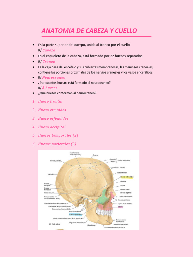 Anatomia de Cabeza y Cuello | Descargar gratis PDF | Cráneo | Anatomía humana