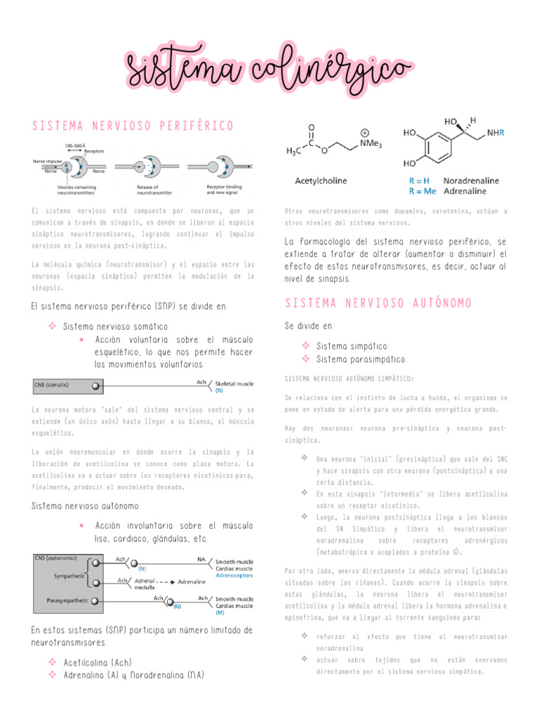 26-Ag. Sistema Colinérgico I | Download grátis PDF | Compostos orgânicos